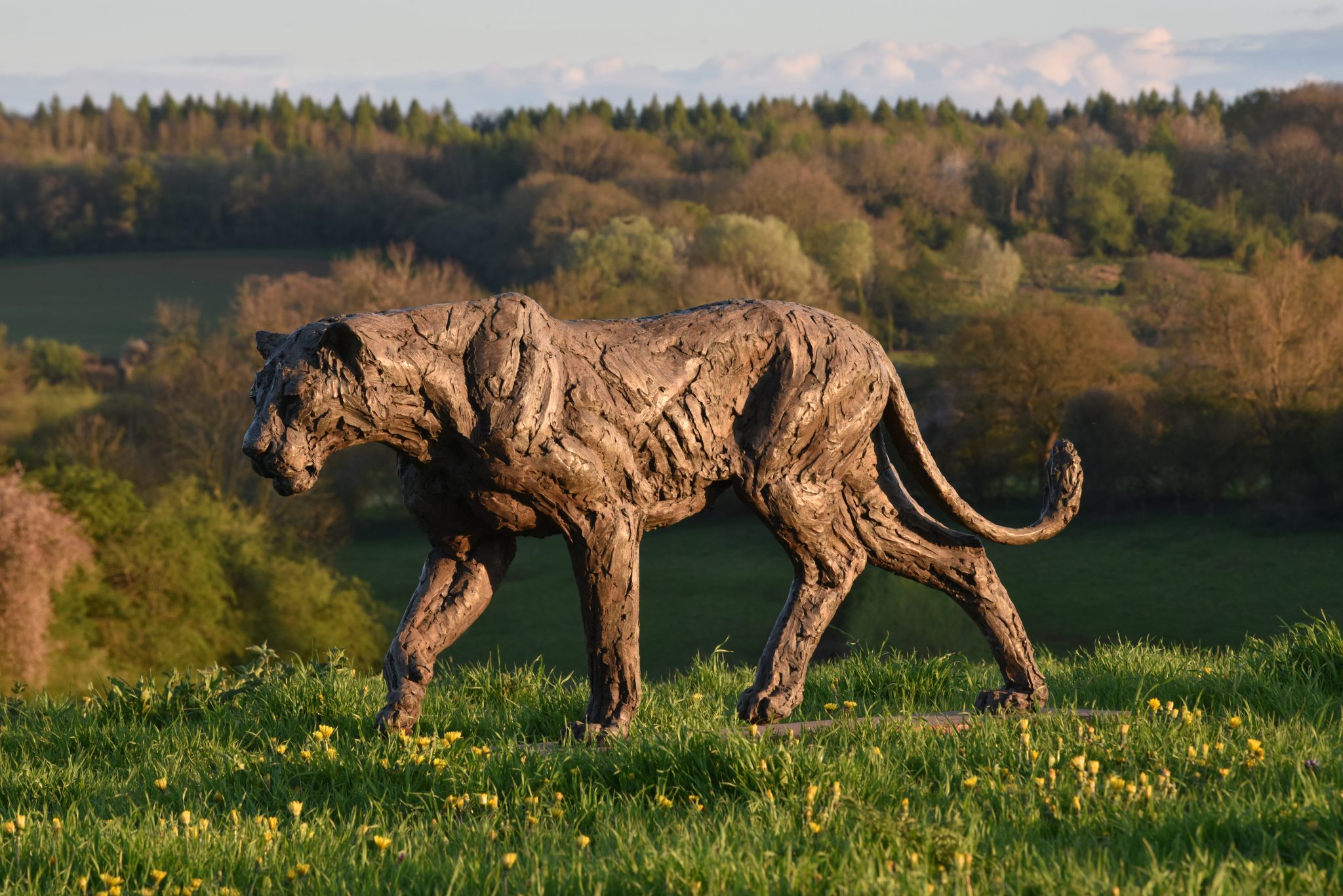 Lioness, life size by Hamish Mackie £79,000 - Cotswold Sculpture Park Ltd